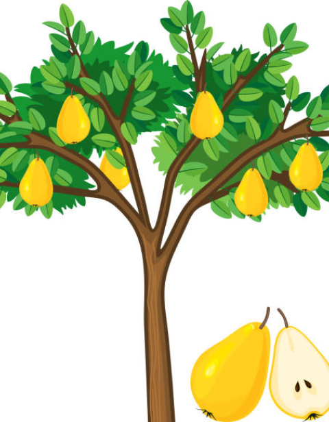 our-story-1.png – The Pear Tree Project