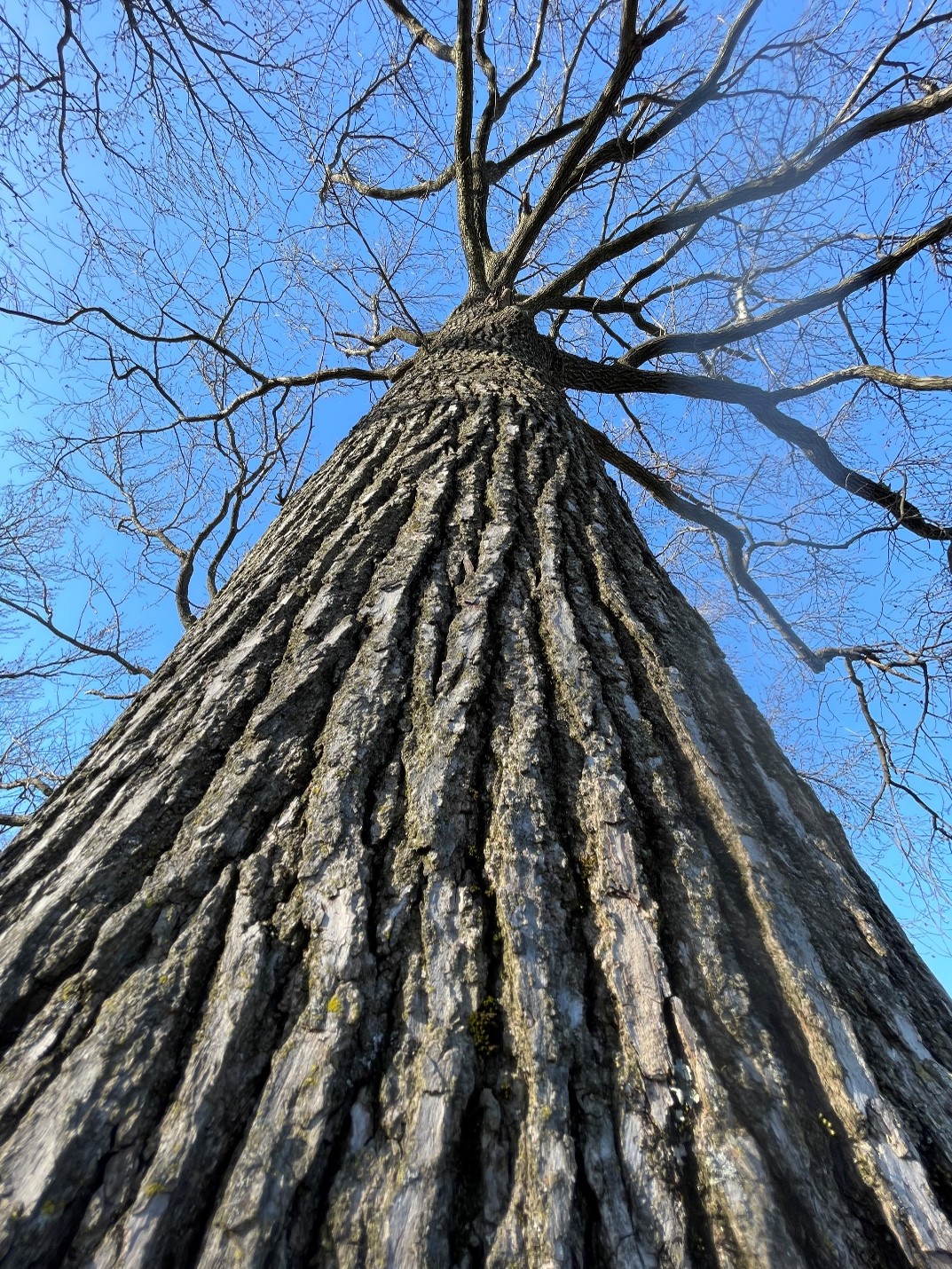 Here’s to aging gracefully like a 4,000-year-old cake – The Pear Tree ...